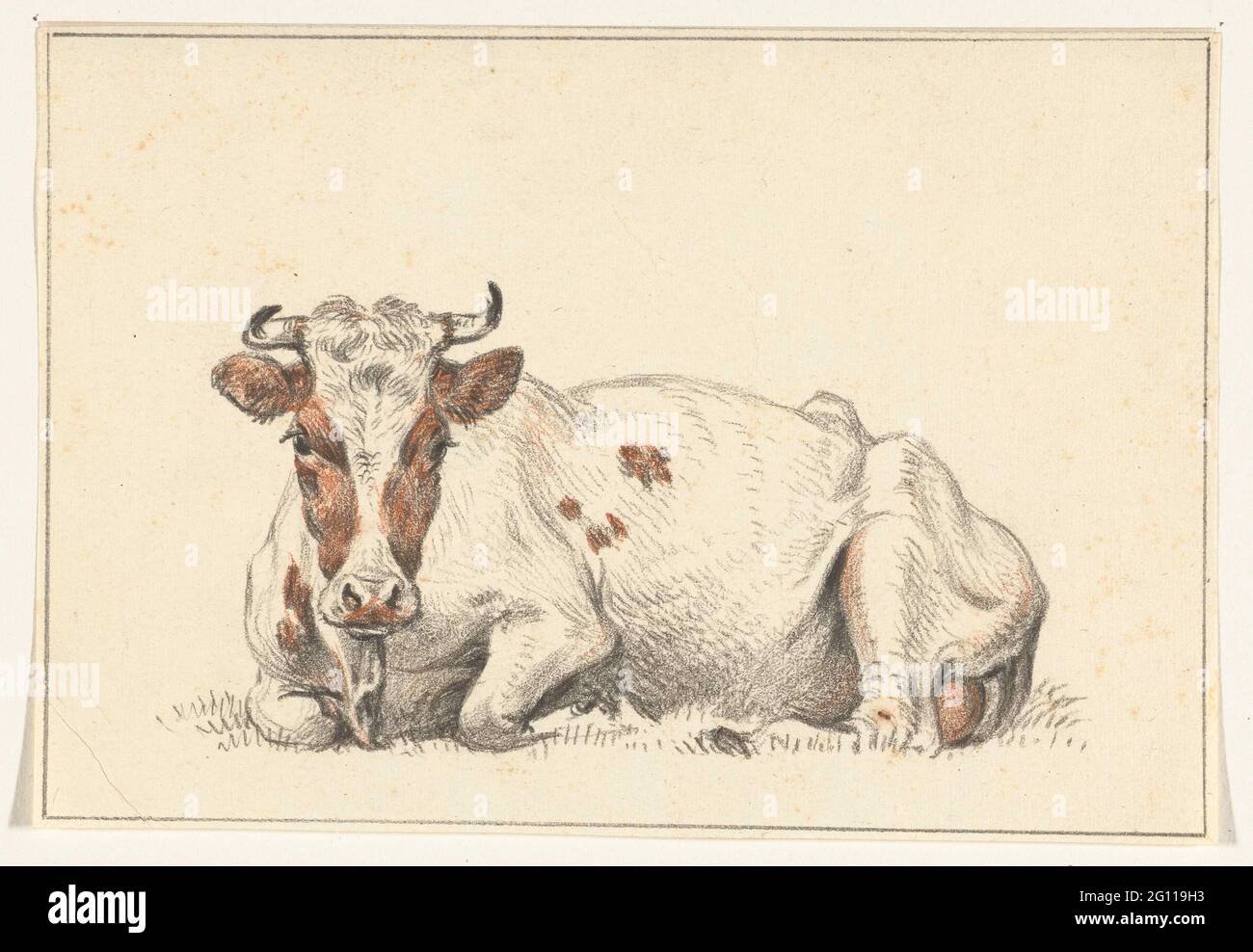 Lying cow, to the left Stock Photo - Alamy