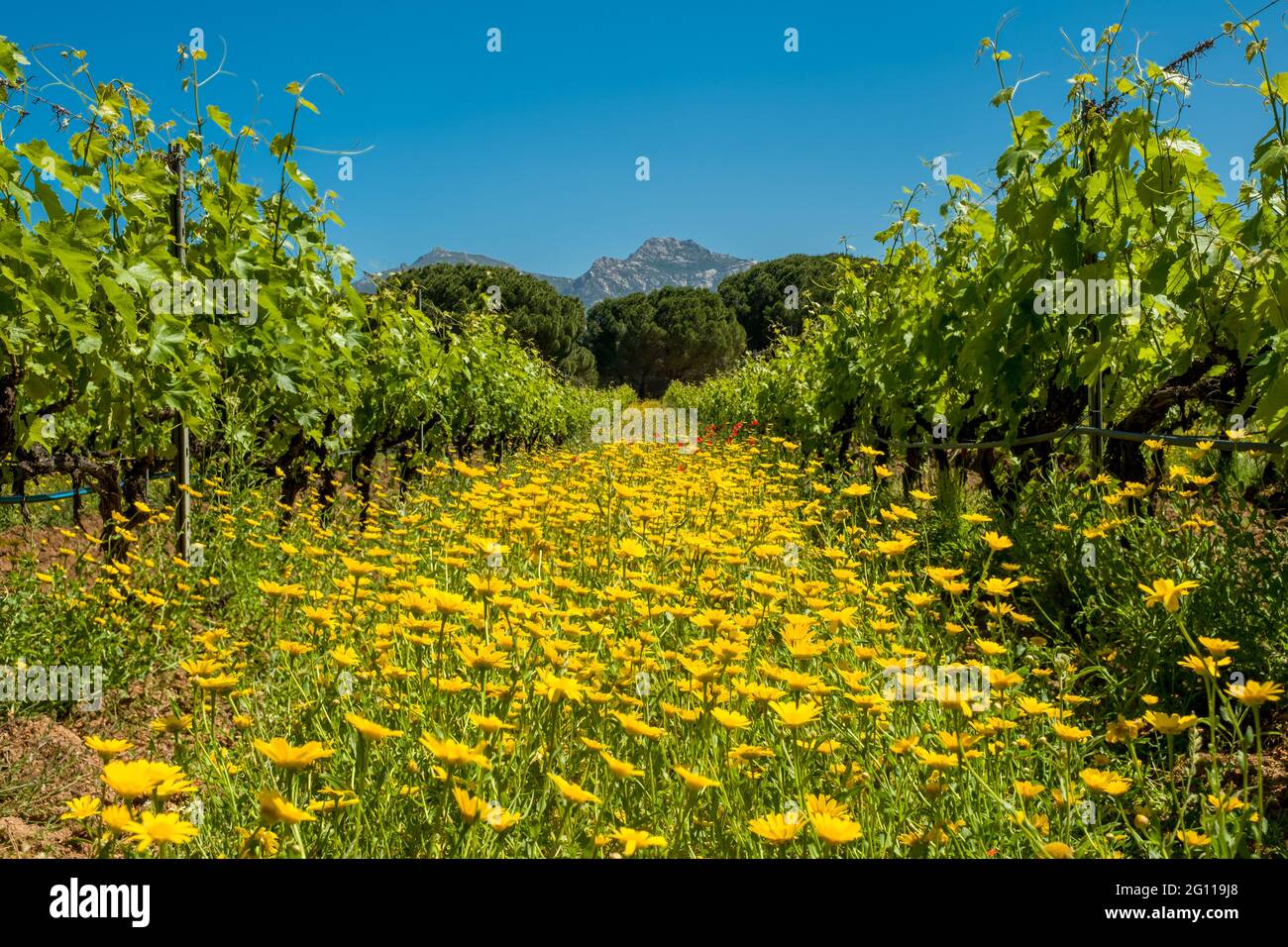 Poppies in between the vines hi-res stock photography and images - Alamy