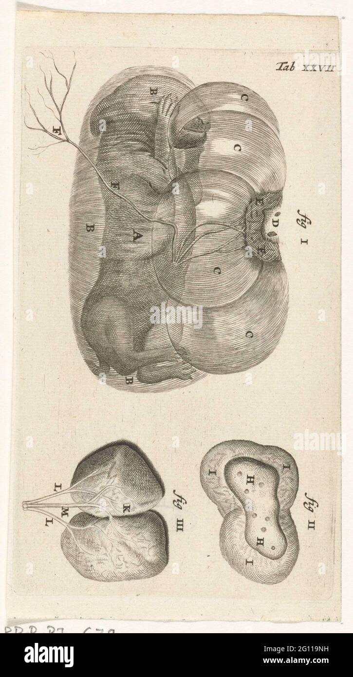 Anatomical image of a rabbit fetus in the uterus and placenta; Book ...