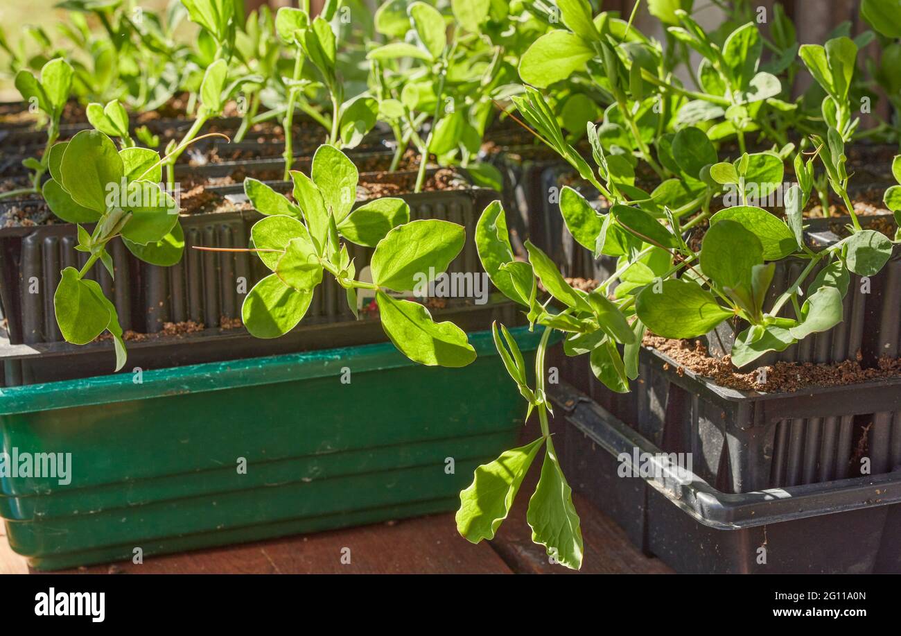 Sweet pea seedlings growing in unheated greenhouse Stock Photo - Alamy