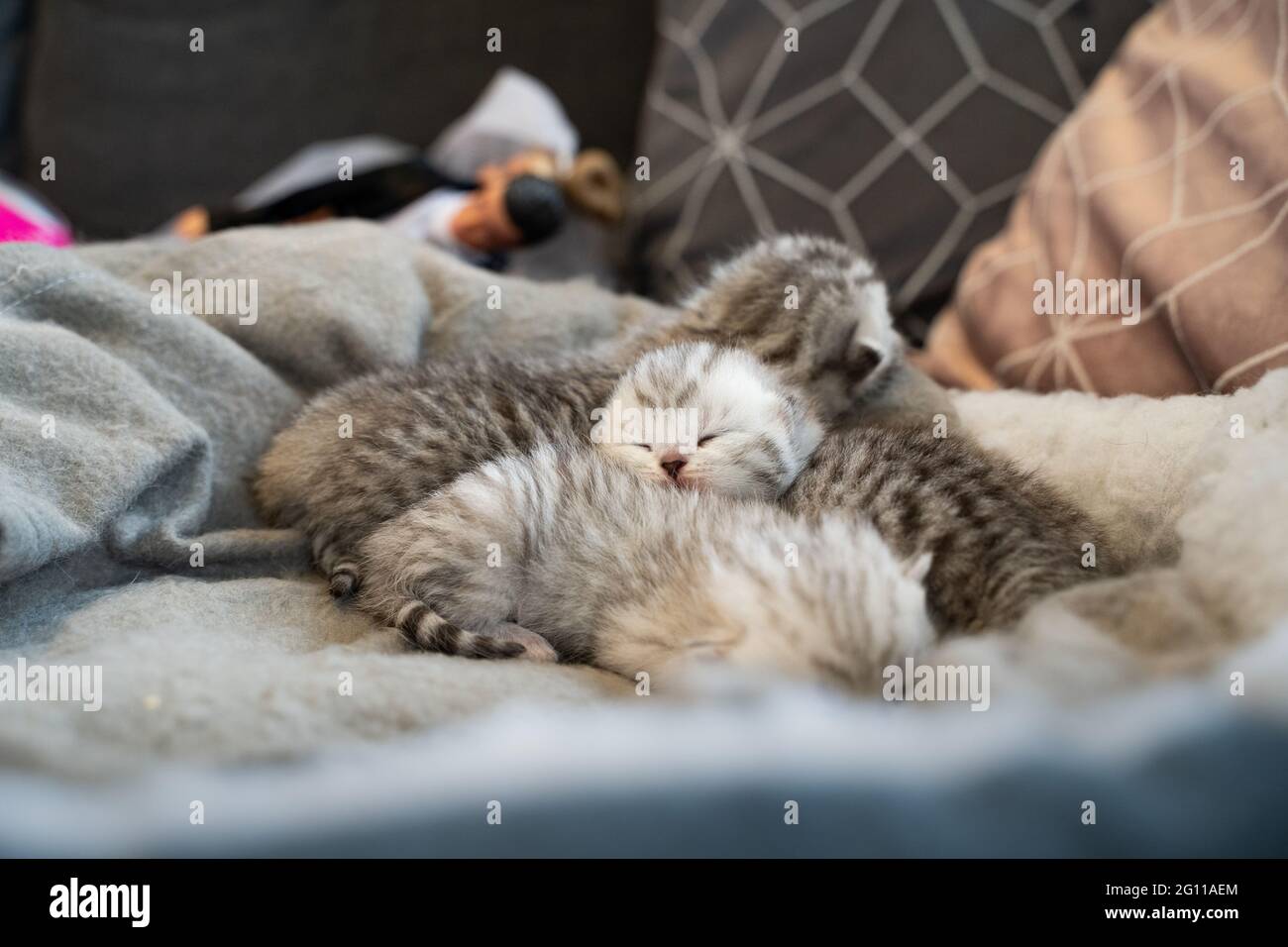 cute baby cats siblings cuddle with each other Stock Photo - Alamy
