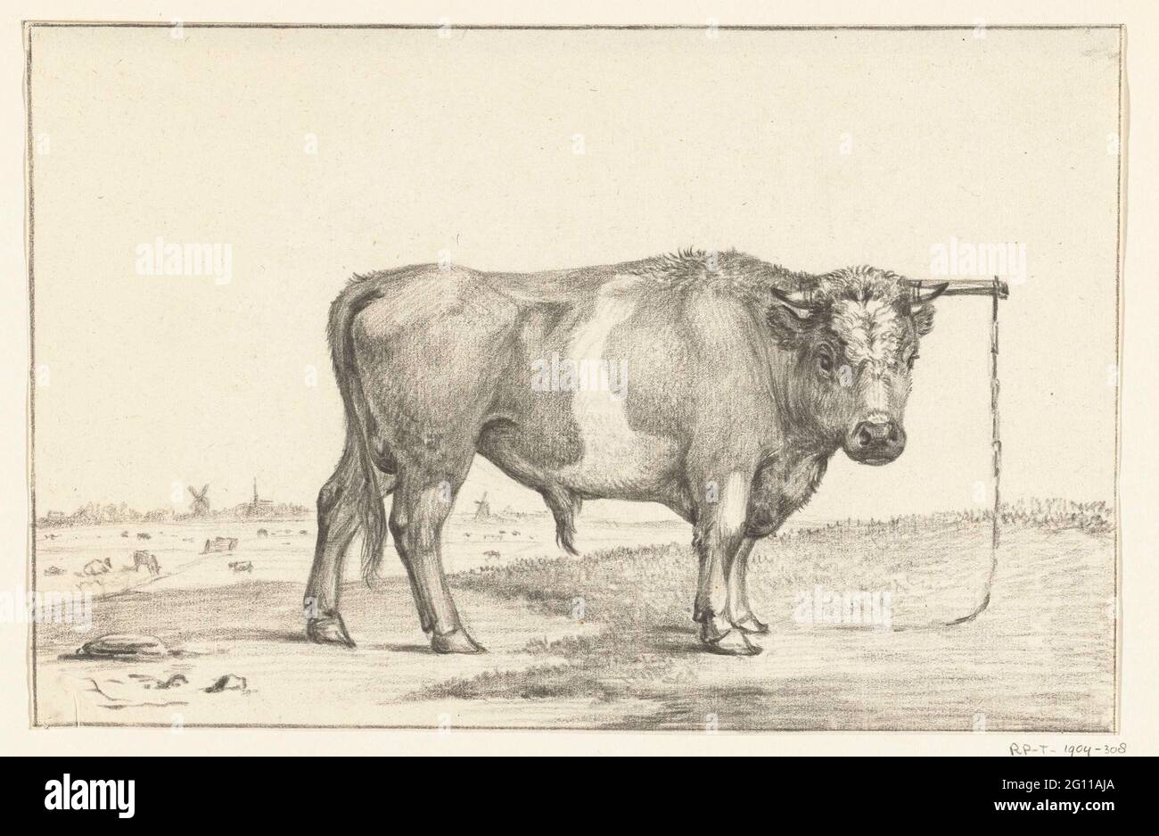 Standing bull, right Stock Photo - Alamy