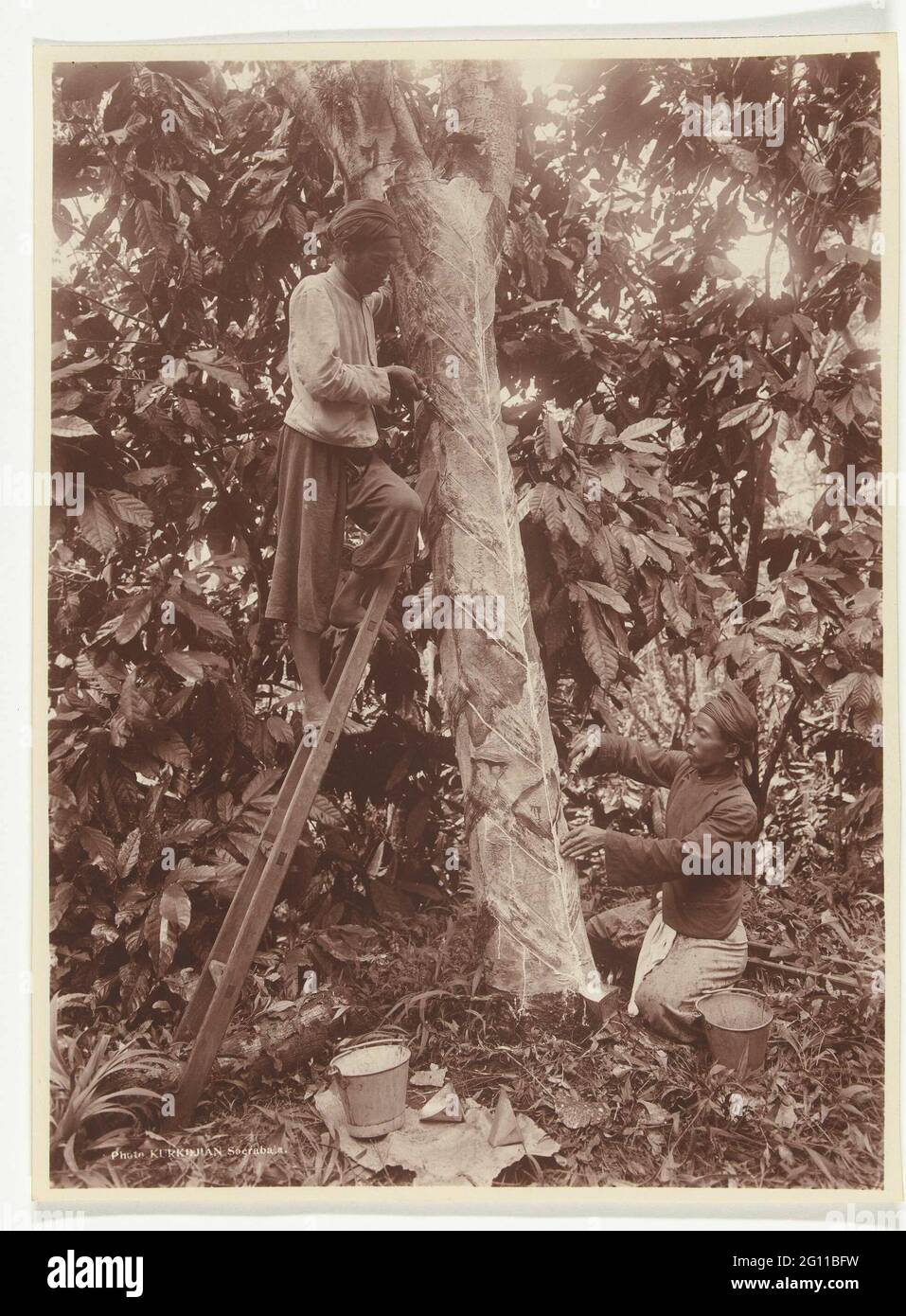 Rubber appers, former Dutch East Indies. Men are busy tapping rubber ...