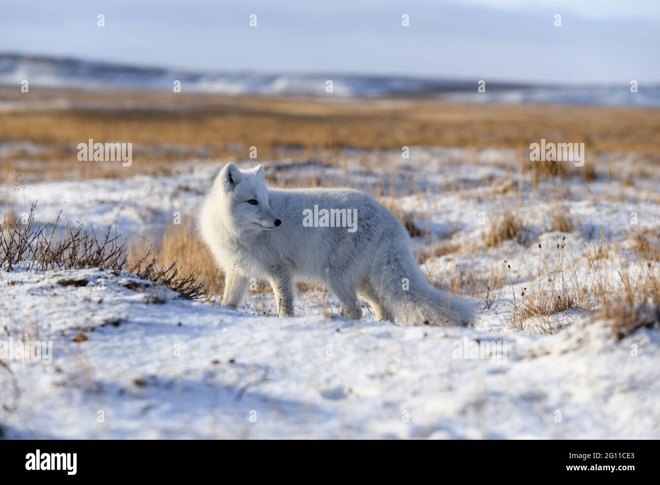 Arctic fox (Vulpes Lagopus) in wilde tundra. Arctic fox on the beach ...