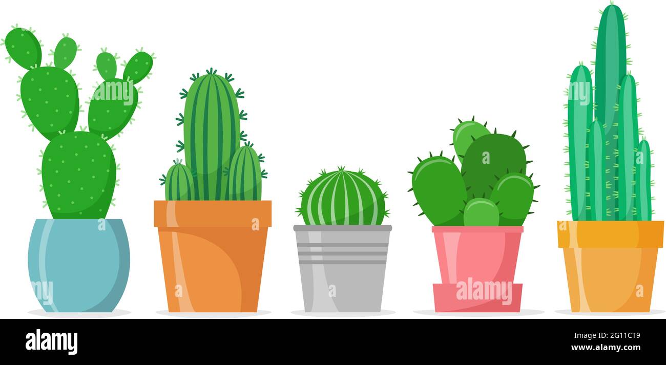 Cactus set in a flat style. Different home cacti in pots. House ...
