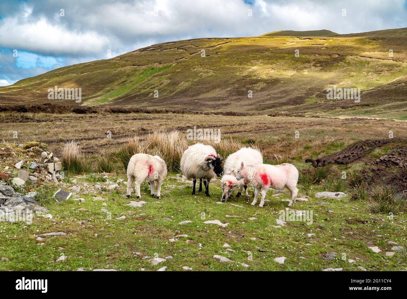 Sheep at the way up to Benbulbin in County Sligo - Donegal Stock Photo ...