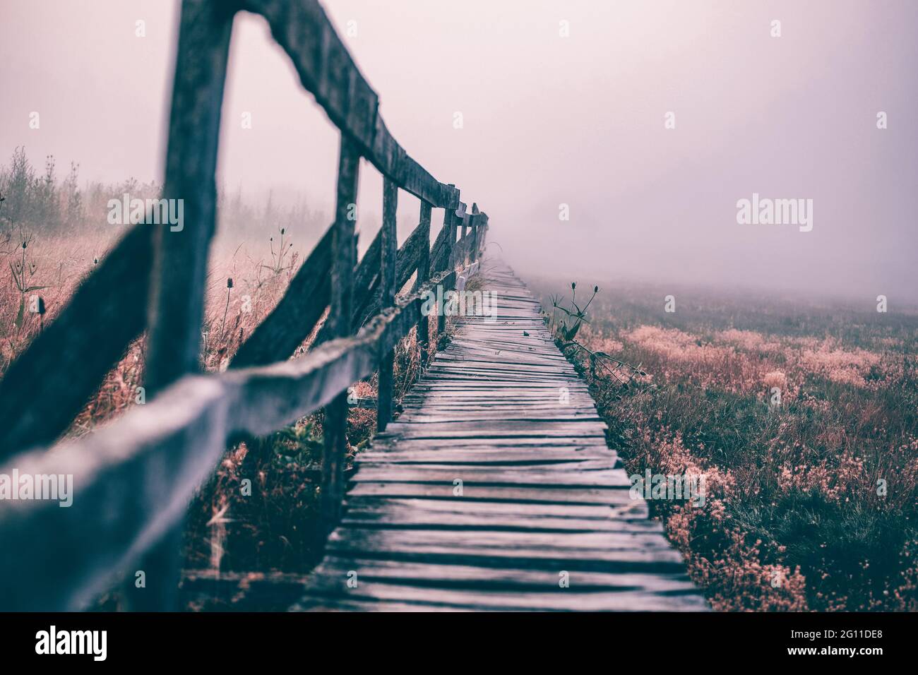Small narrow path through reed at a lake Stock Photo - Alamy