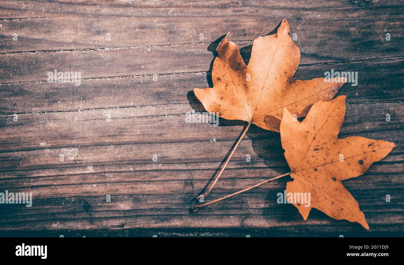Autumn leaves over wooden background with copy space Stock Photo - Alamy