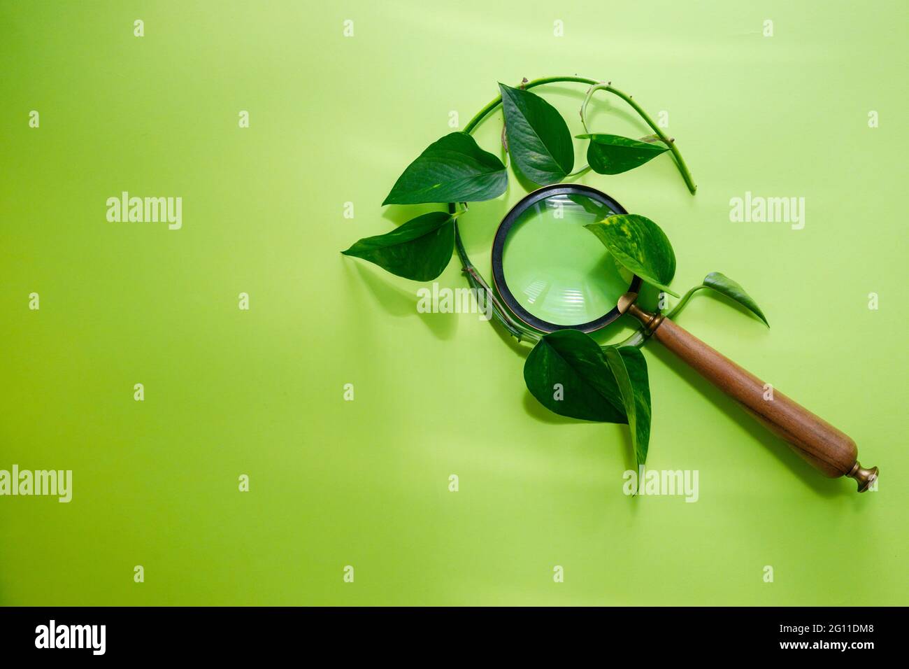 Creative, magnifying glass entwined with green leaves, Searching for ...