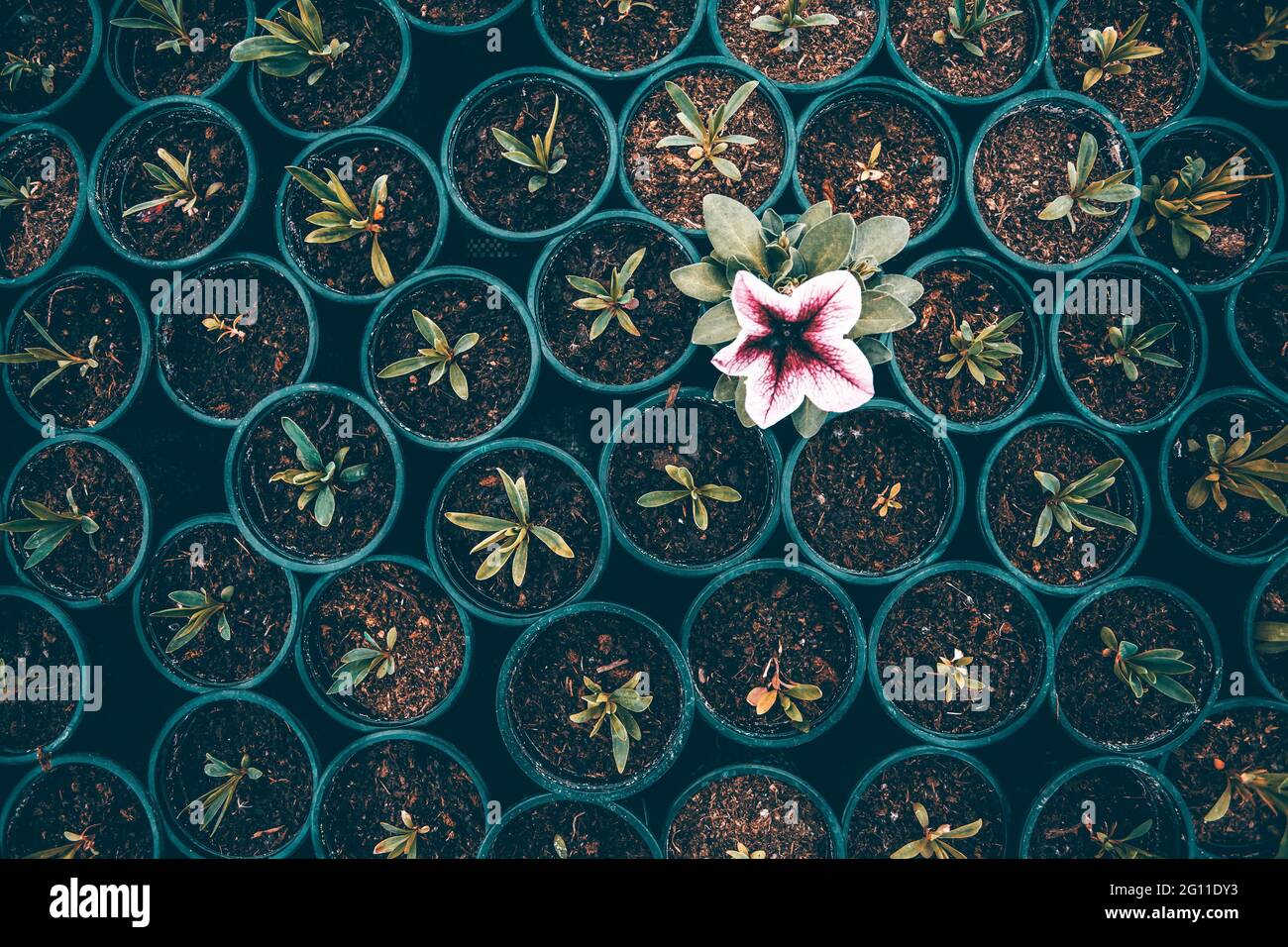 Unique growed up plant among many seedling plants. Standing out from ...