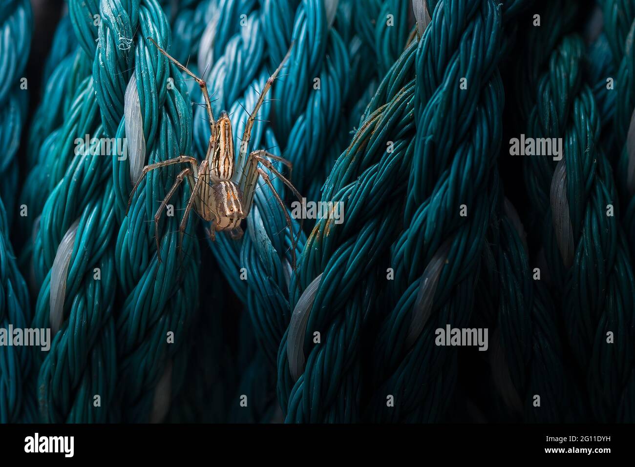 Perching spider hi-res stock photography and images - Alamy