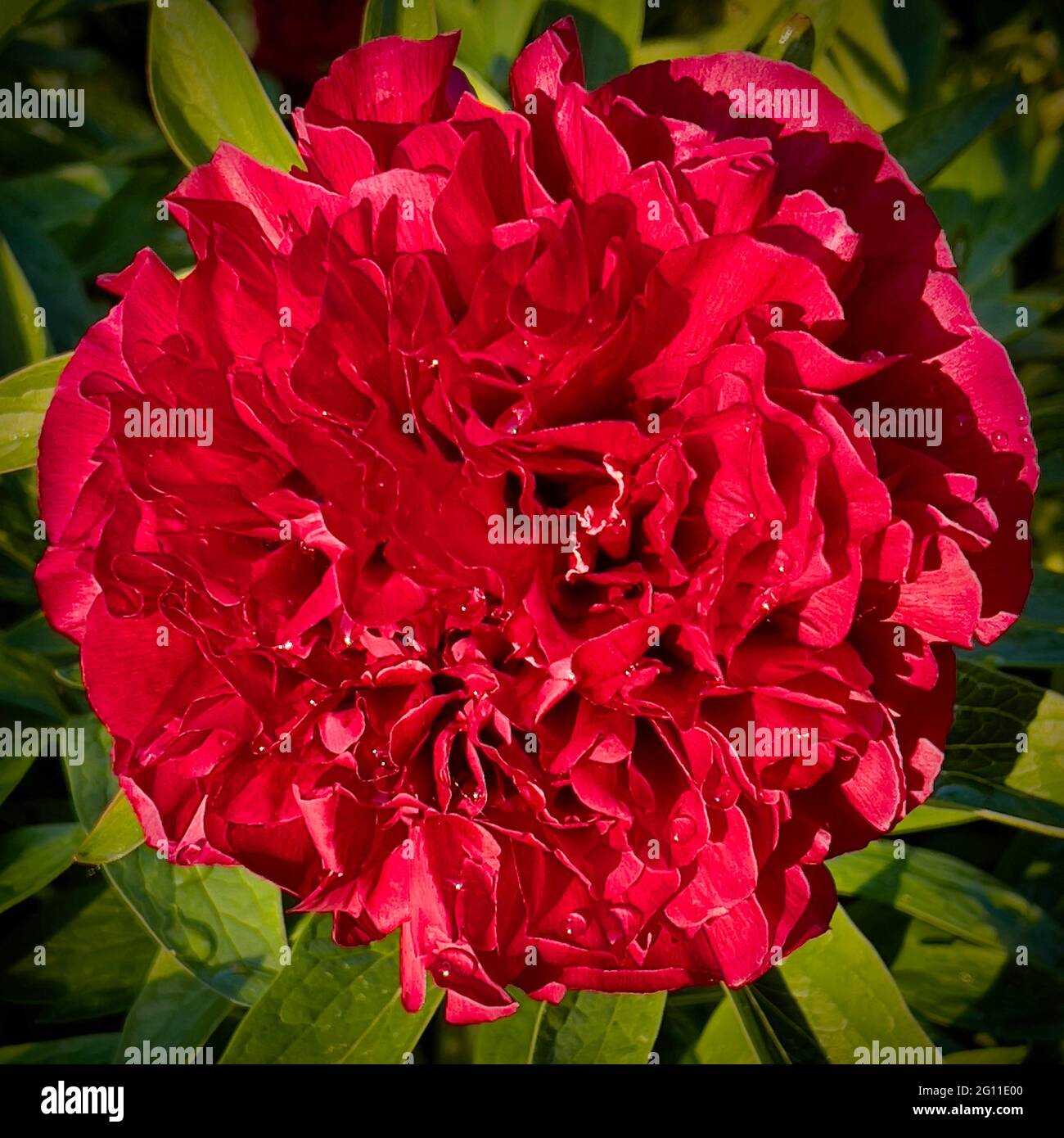 Open peonies hi-res stock photography and images - Alamy