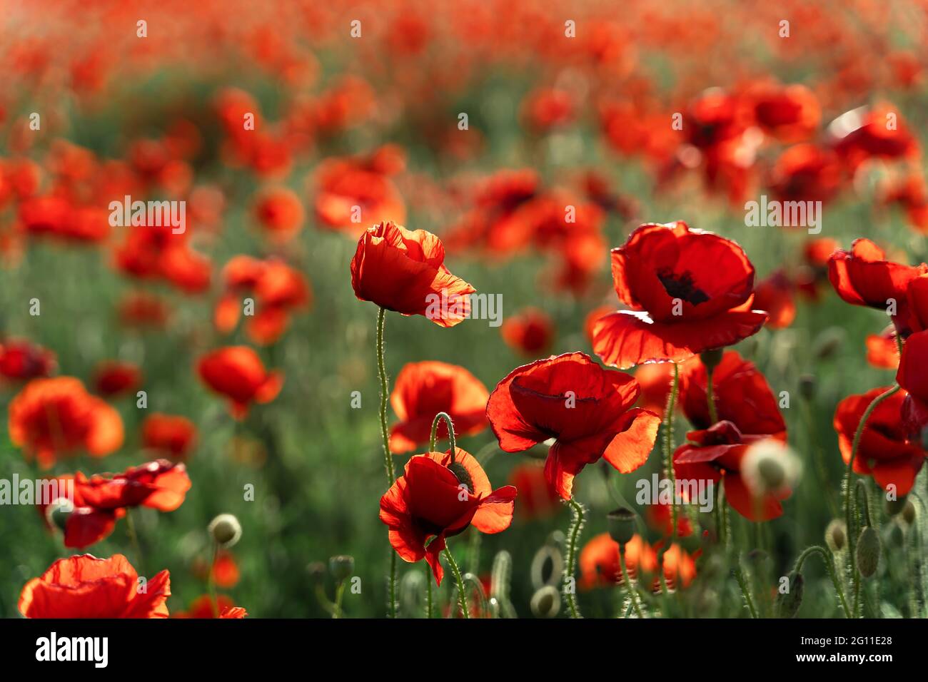 Poppy Flower Field Wallpaper