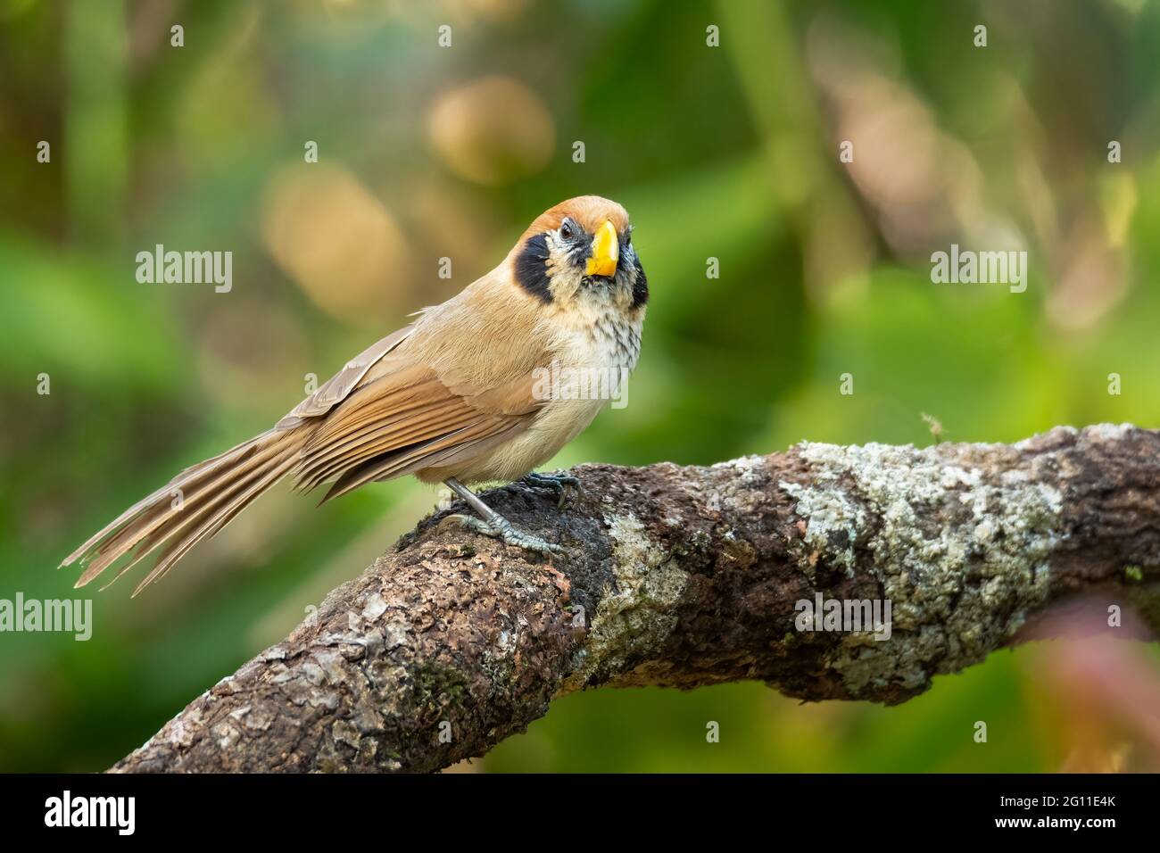 Parrotbill hi-res stock photography and images - Alamy