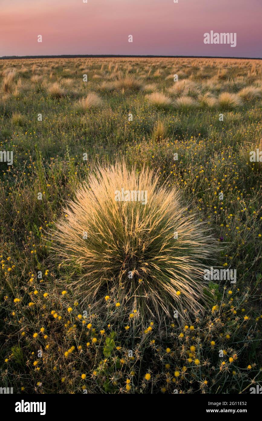 Pampas grassland landscape, La Pampa Province, Patagonia, Argentina ...