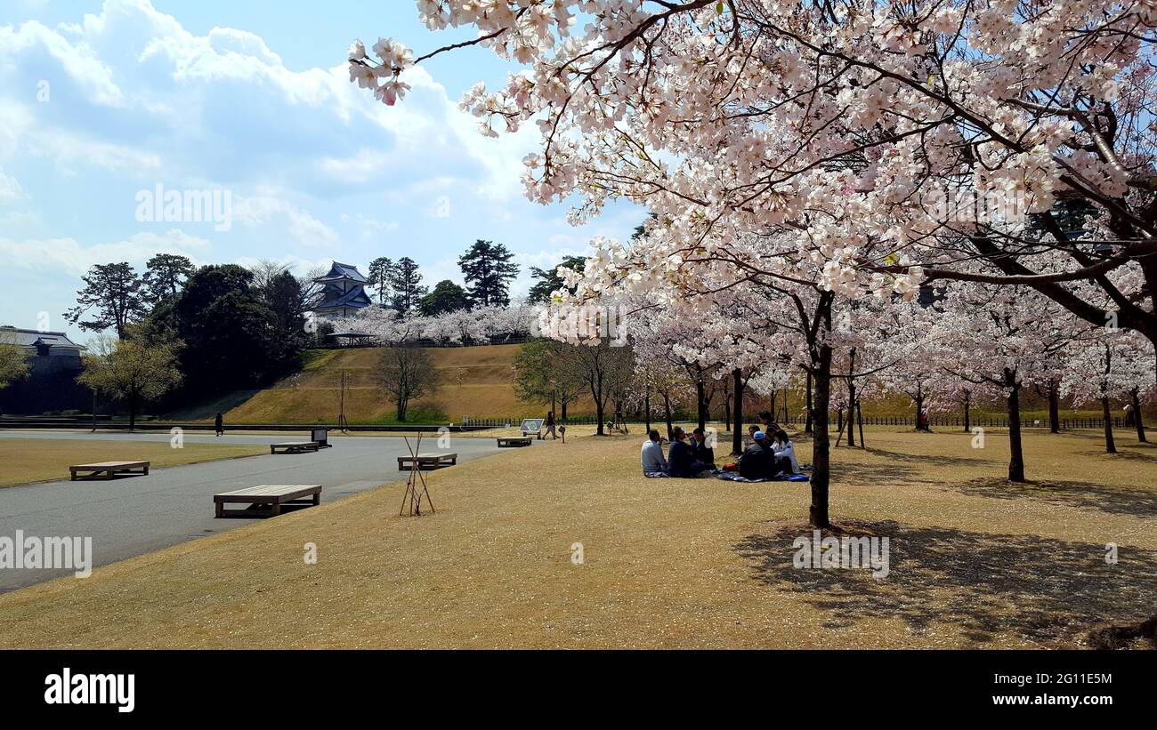 HANAMI, KANAZAWA CASTLE Stock Photo - Alamy