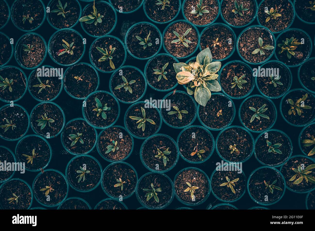 Unique growed up plant among many seedling plants. Standing out from ...