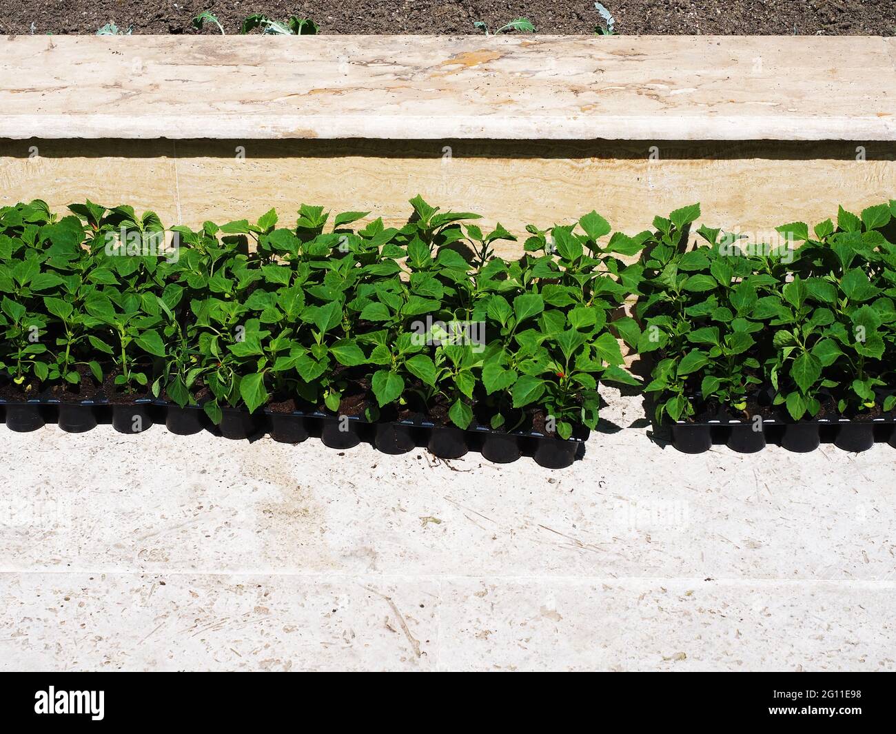 Green seedlings are planted in pots on granite tiles near marble border ...