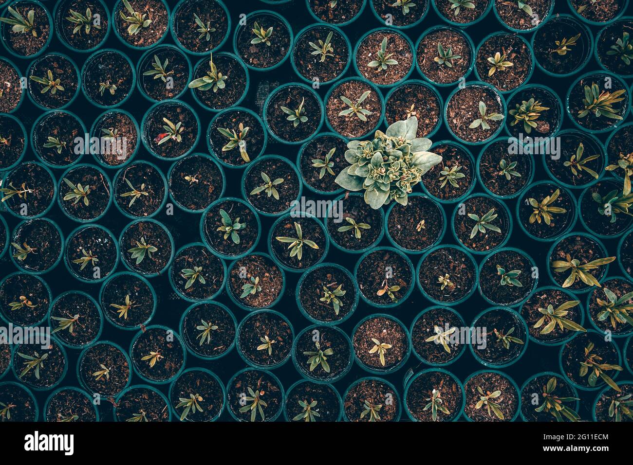 Unique growed up plant among many seedling plants. Standing out from ...