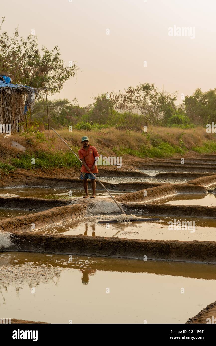Salt pans goa india hi-res stock photography and images - Alamy