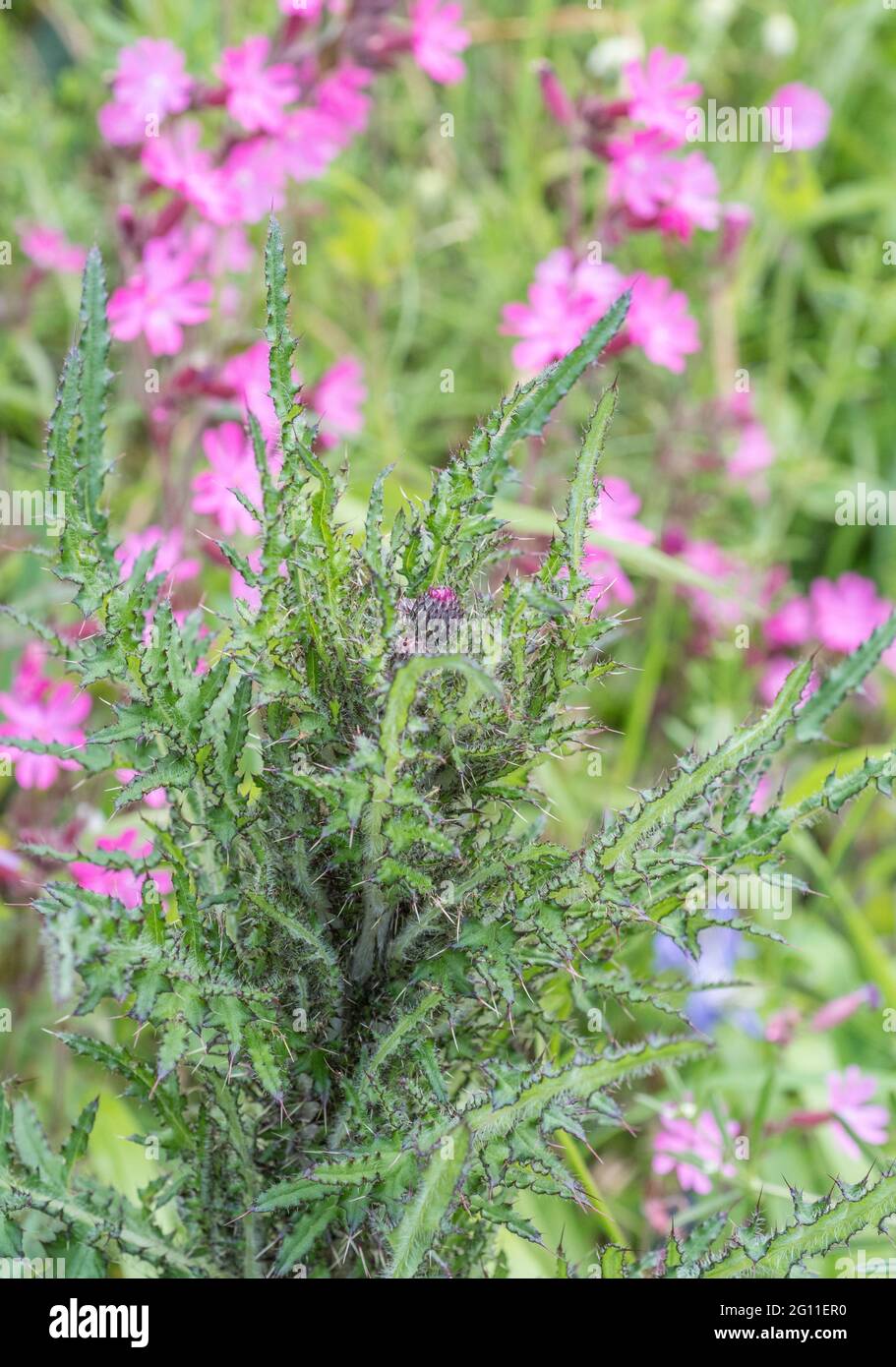 Pichliac mociarny hi-res stock photography and images - Alamy