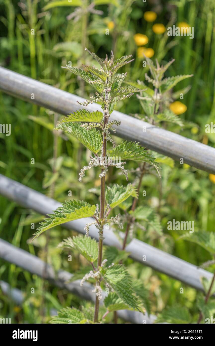 Metal farm gate & common Stinging Nettle / Urtica dioica growing ...