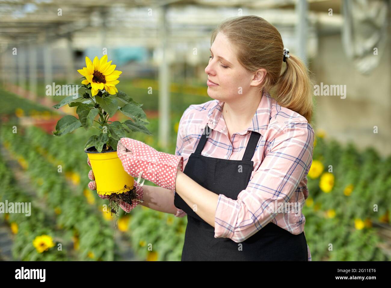 Sunflower rows garden hi-res stock photography and images - Alamy