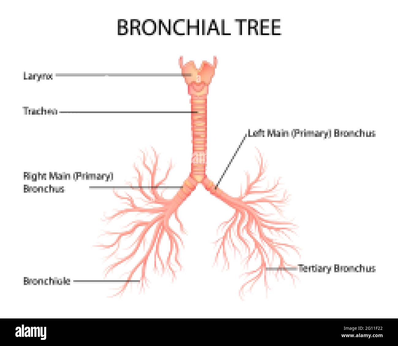 Human Lungs And Bronchial Tree High Resolution Stock Photography and ...