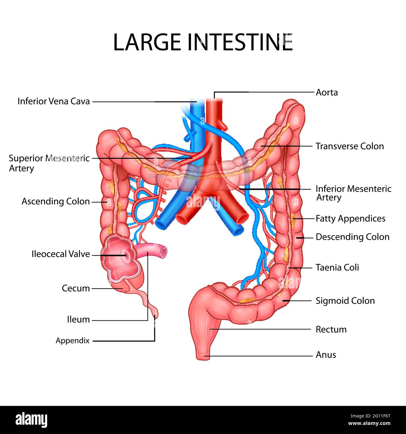 Human Large Intestine High Resolution Stock Photography and Images - Alamy