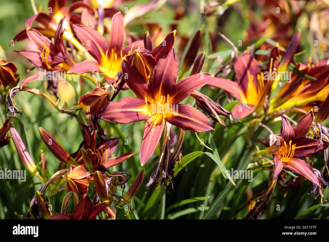 Daylily Hemerocallis Brunette Deep Brown Dark Daylilies Flowers Plant ...