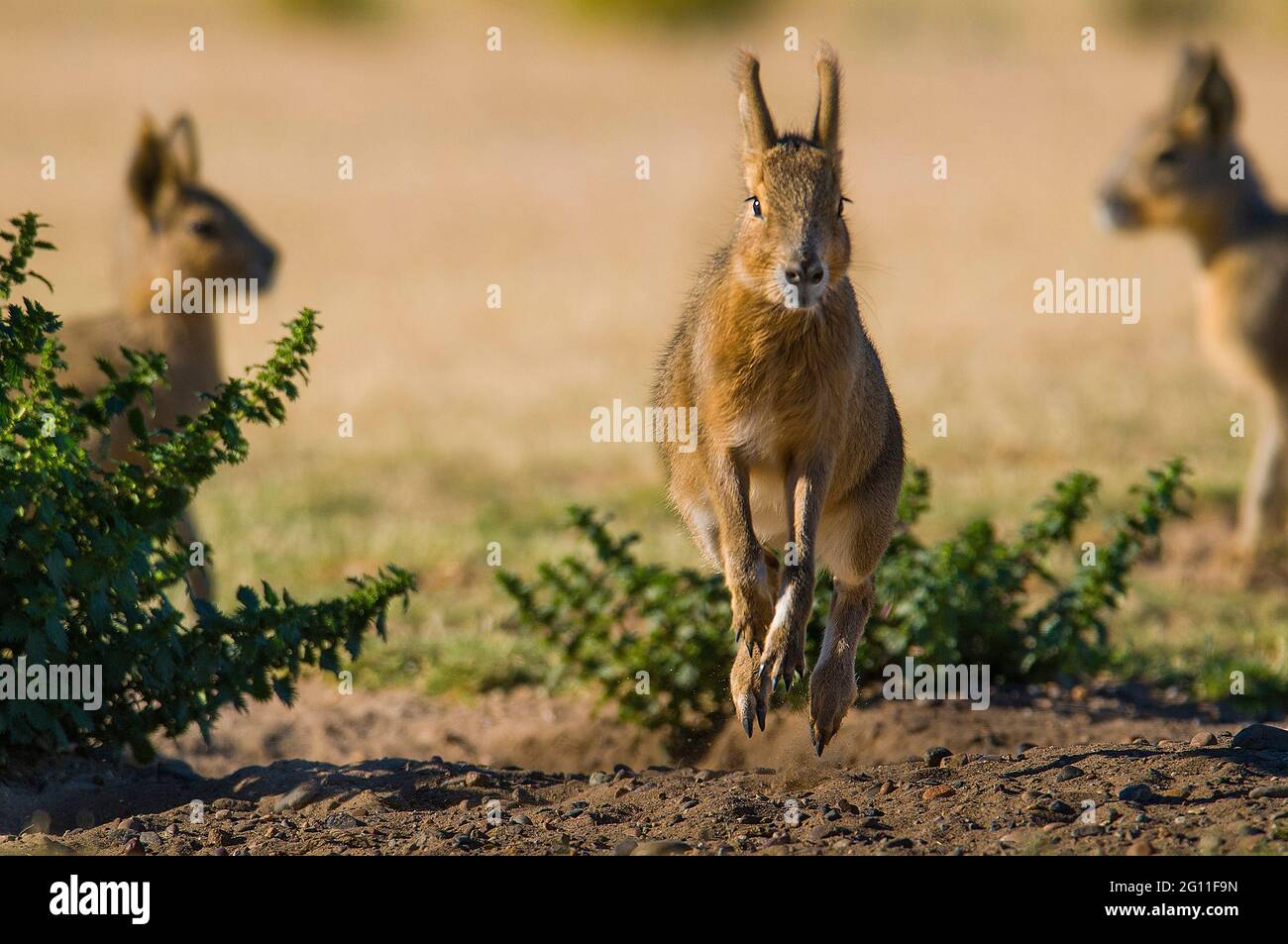 Patagonian Cavy in desert environment, Peninsula Valdes, Patagonia ...