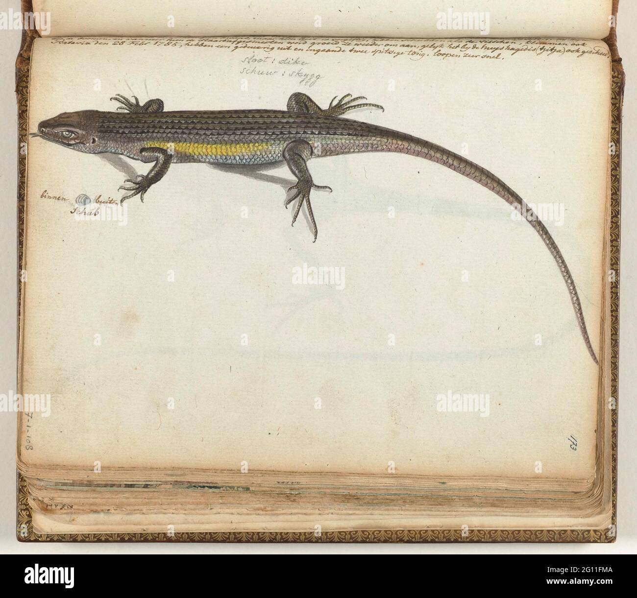 Lizard in java hi-res stock photography and images - Alamy