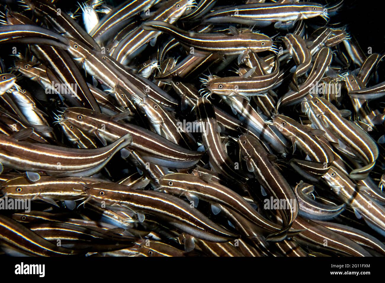 Catfish eggs hi-res stock photography and images - Alamy