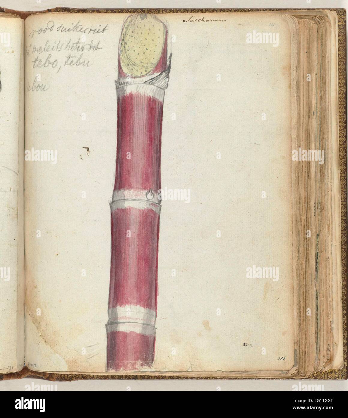 Red sugar cane. Color drawing of a piece of a sugar cane stern. With ...