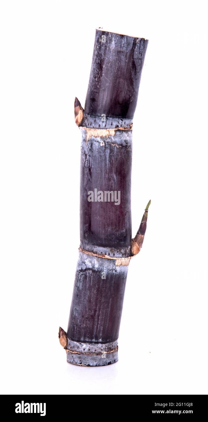 Cane isolated on white background Stock Photo - Alamy