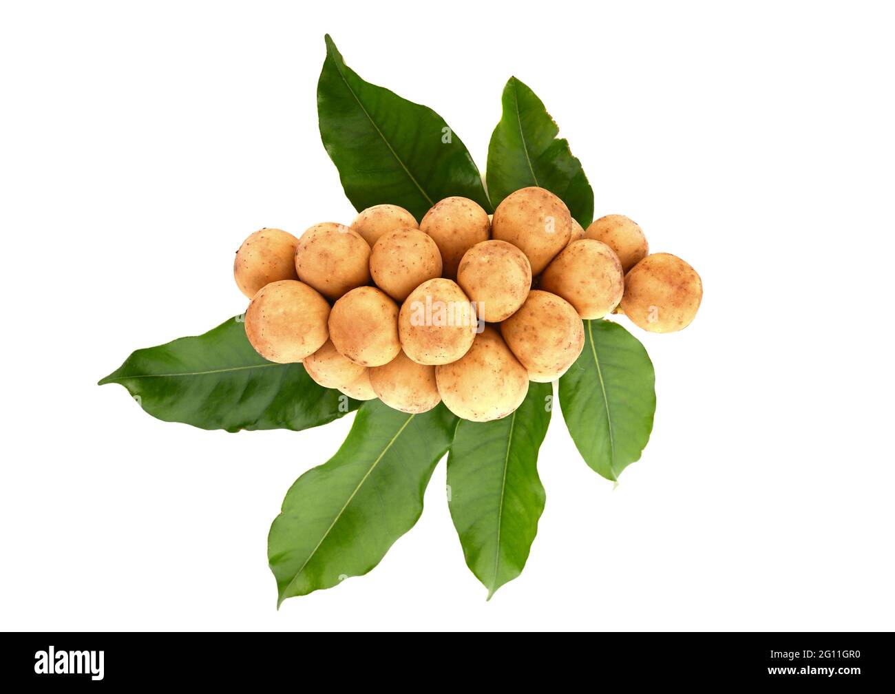 Top view of longkong and green leaf isolated on white background Stock ...