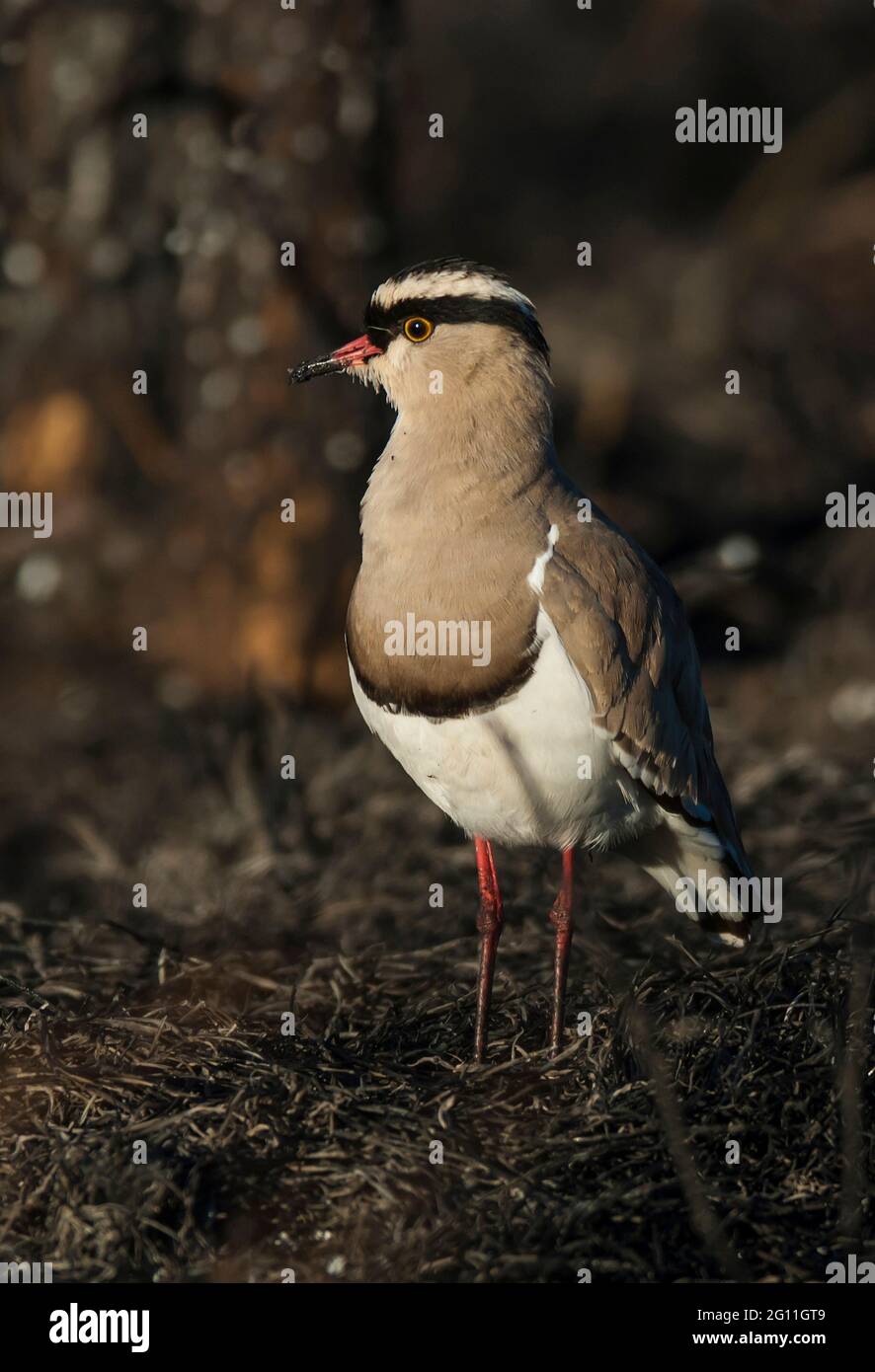 Crowned plover, Vanellus Coronatus, Kruger National park, South Africa ...