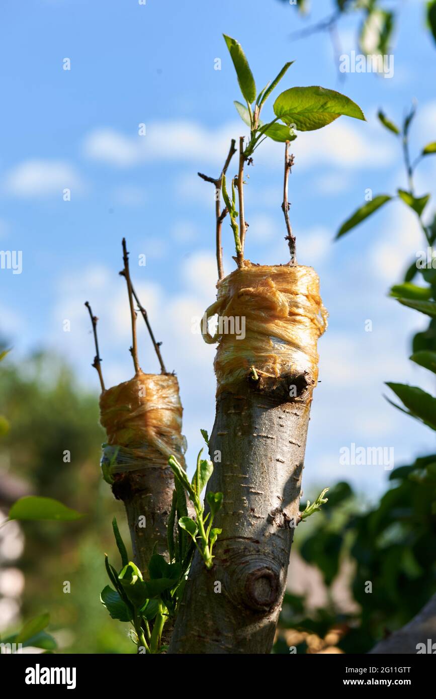 a twig of an apple tree grafted onto a pear tree Stock Photo - Alamy