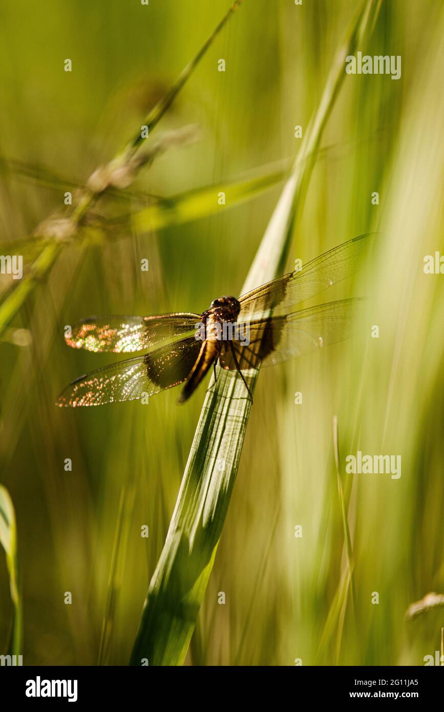 Ontario dragonfly hi-res stock photography and images - Alamy