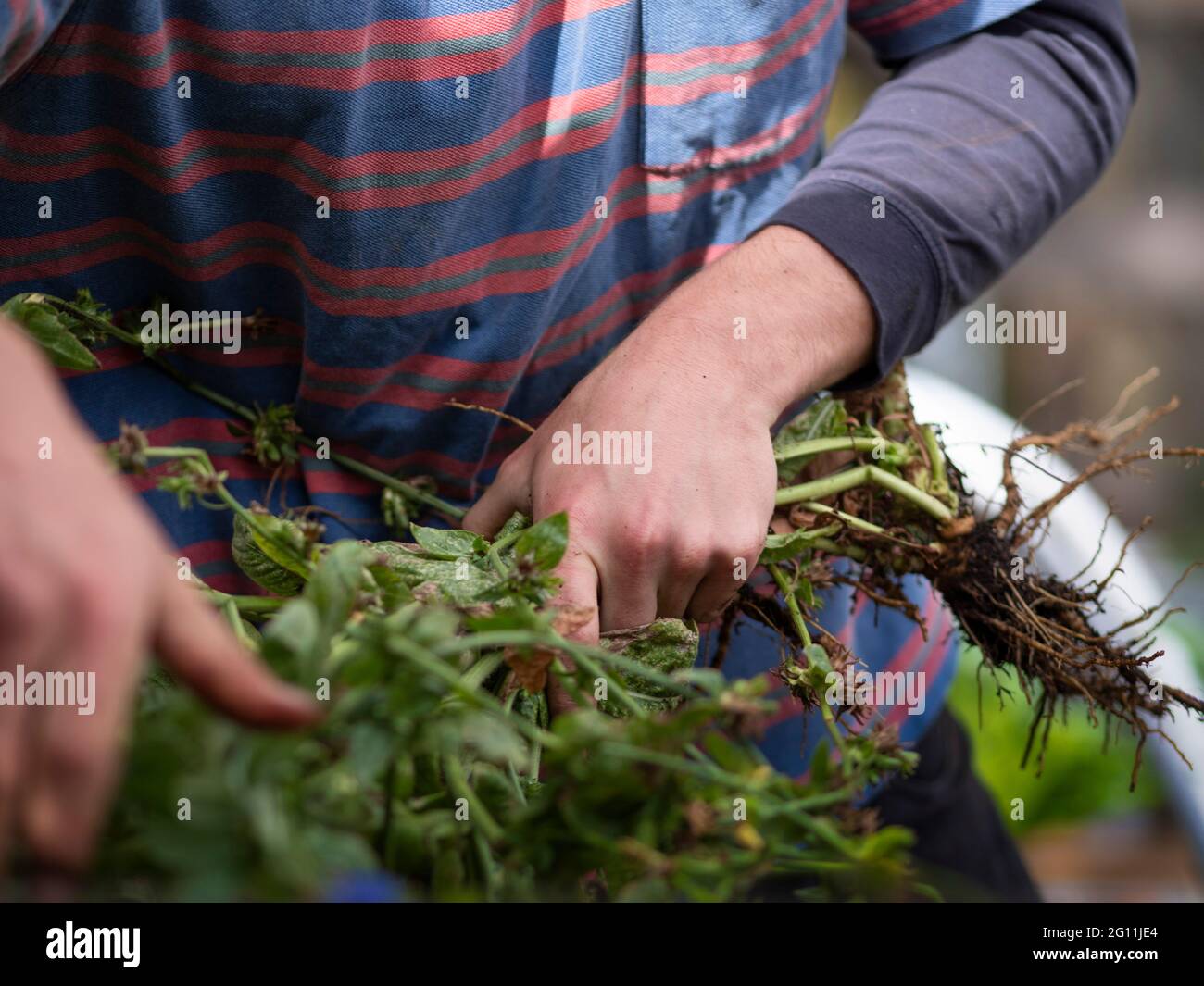 Hands holding plants hi-res stock photography and images - Alamy