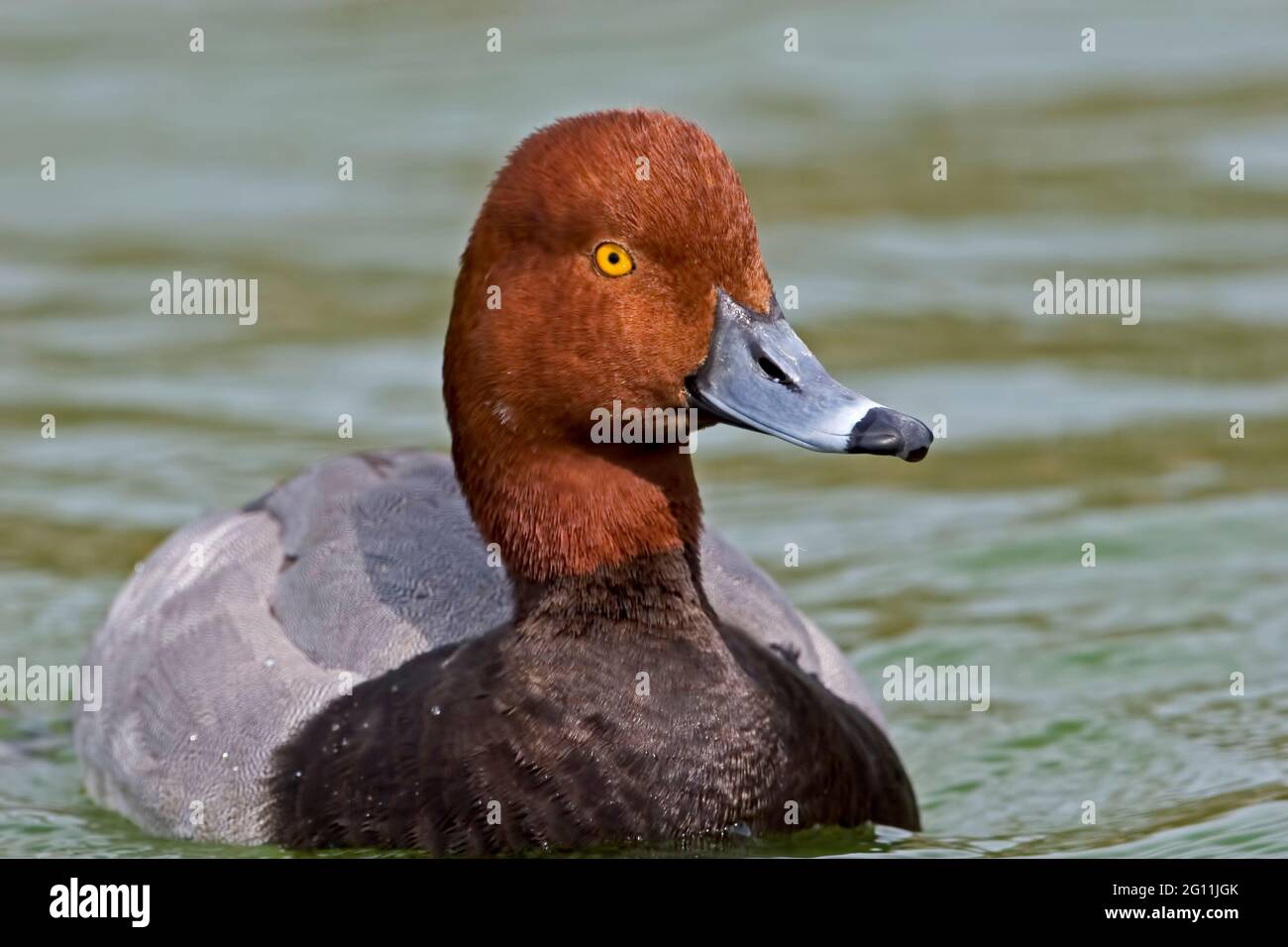 Male red headed duck hi-res stock photography and images - Alamy