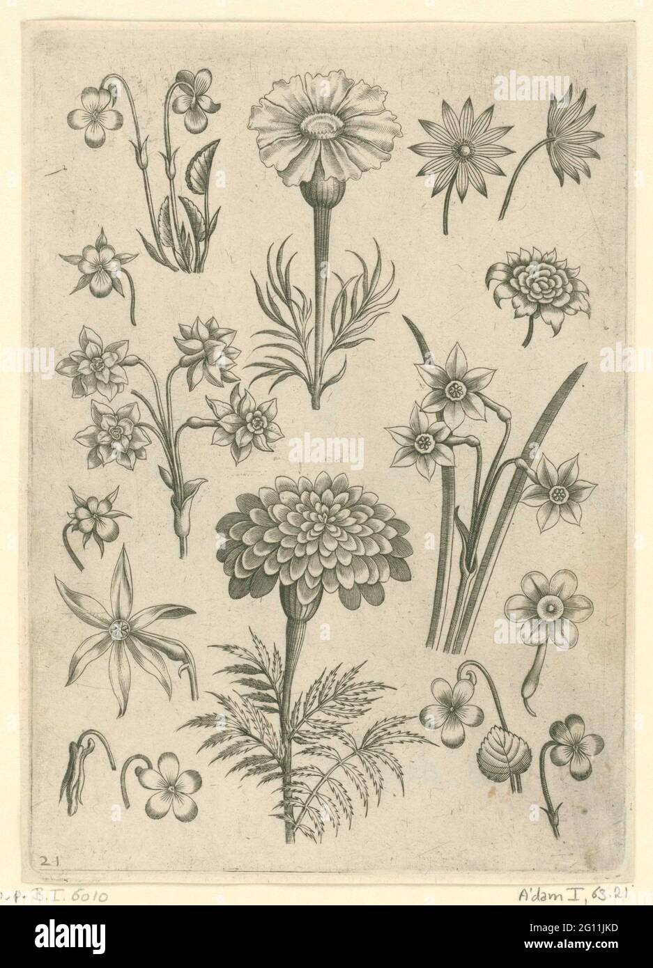 Different flowers, violets and daffodils; Florilegium. Top left and ...