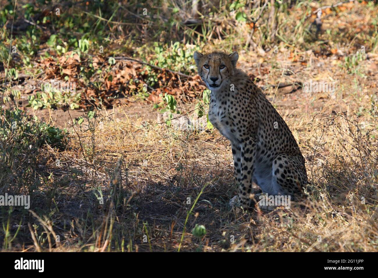 Gepard / Cheetah / Acinonyx jubatus Stock Photo - Alamy
