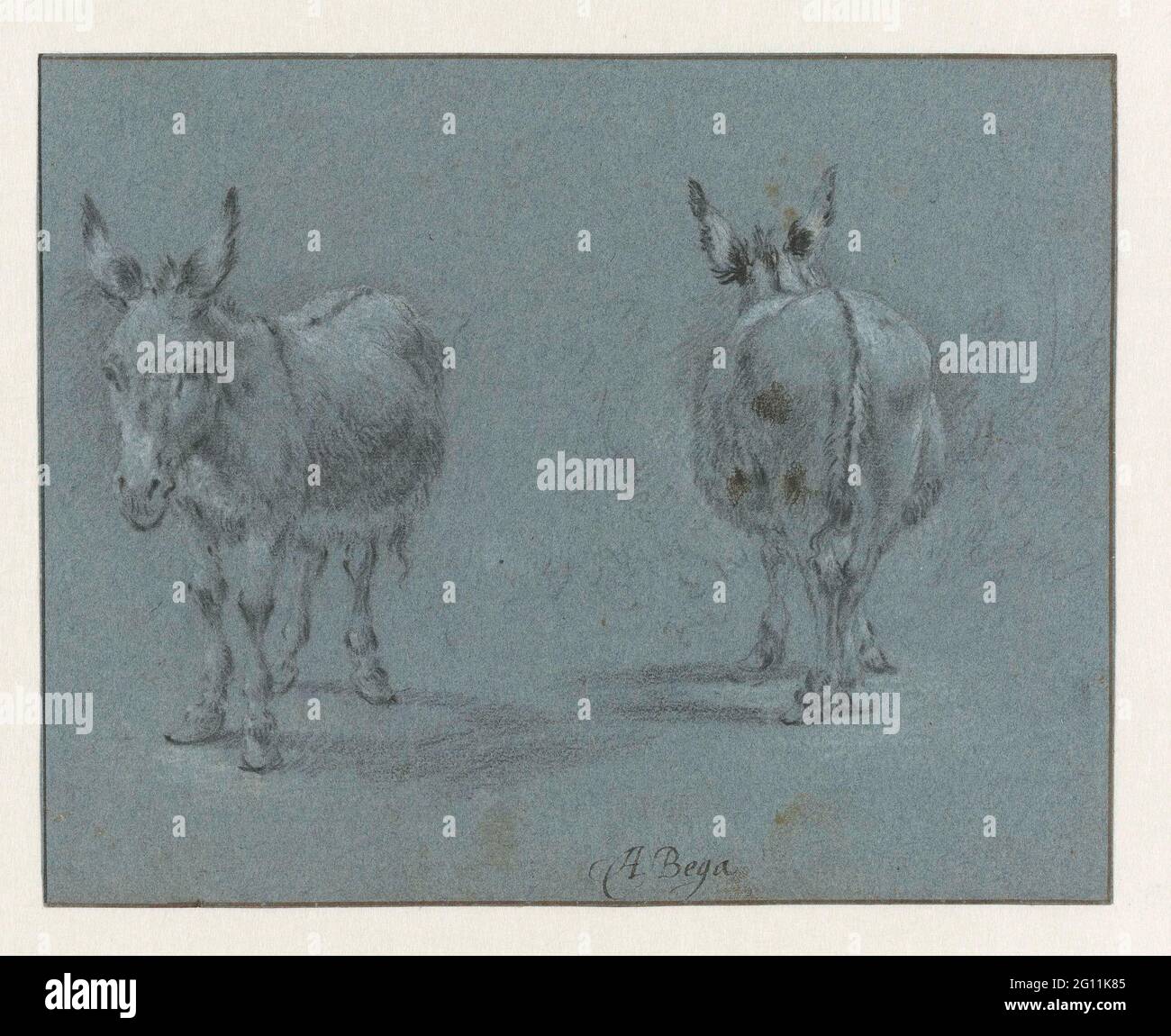 Two studies of a donkey. Donkey, once from the front and once from ...