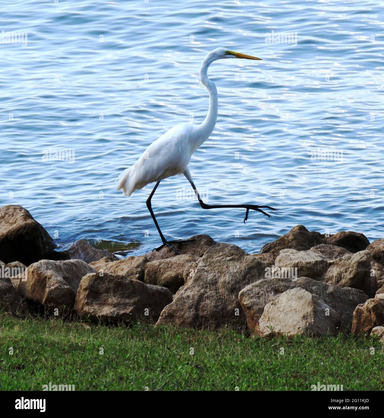Stepping bird hi-res stock photography and images - Alamy
