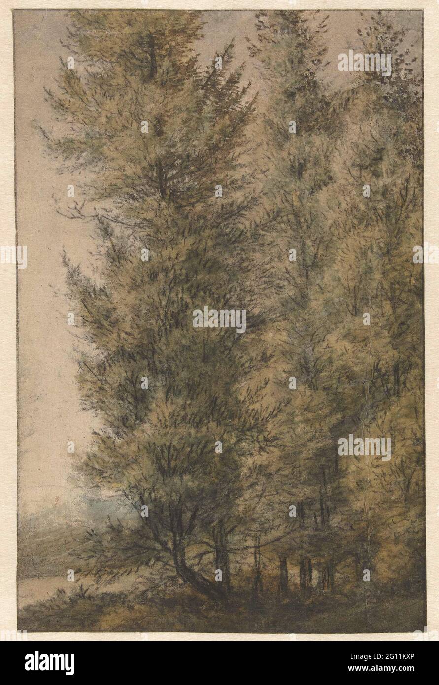 High pines on the edge of a forest Stock Photo - Alamy