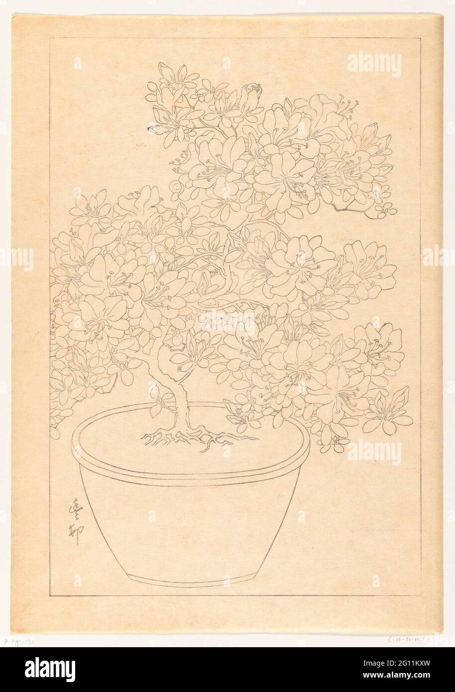 Blooming azalea in pot. Blooming azalea in pot. Print of the line block ...