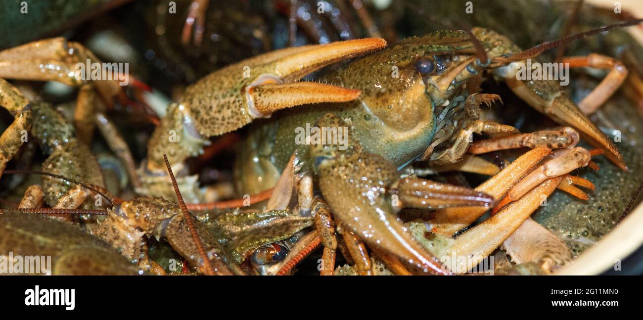 White claw crayfish hi-res stock photography and images - Alamy