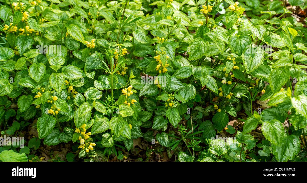 Variegated yellow archangel hi-res stock photography and images - Alamy