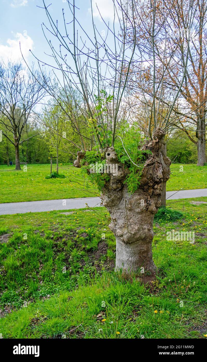 European ash fraxinus excelsior hi-res stock photography and images - Alamy